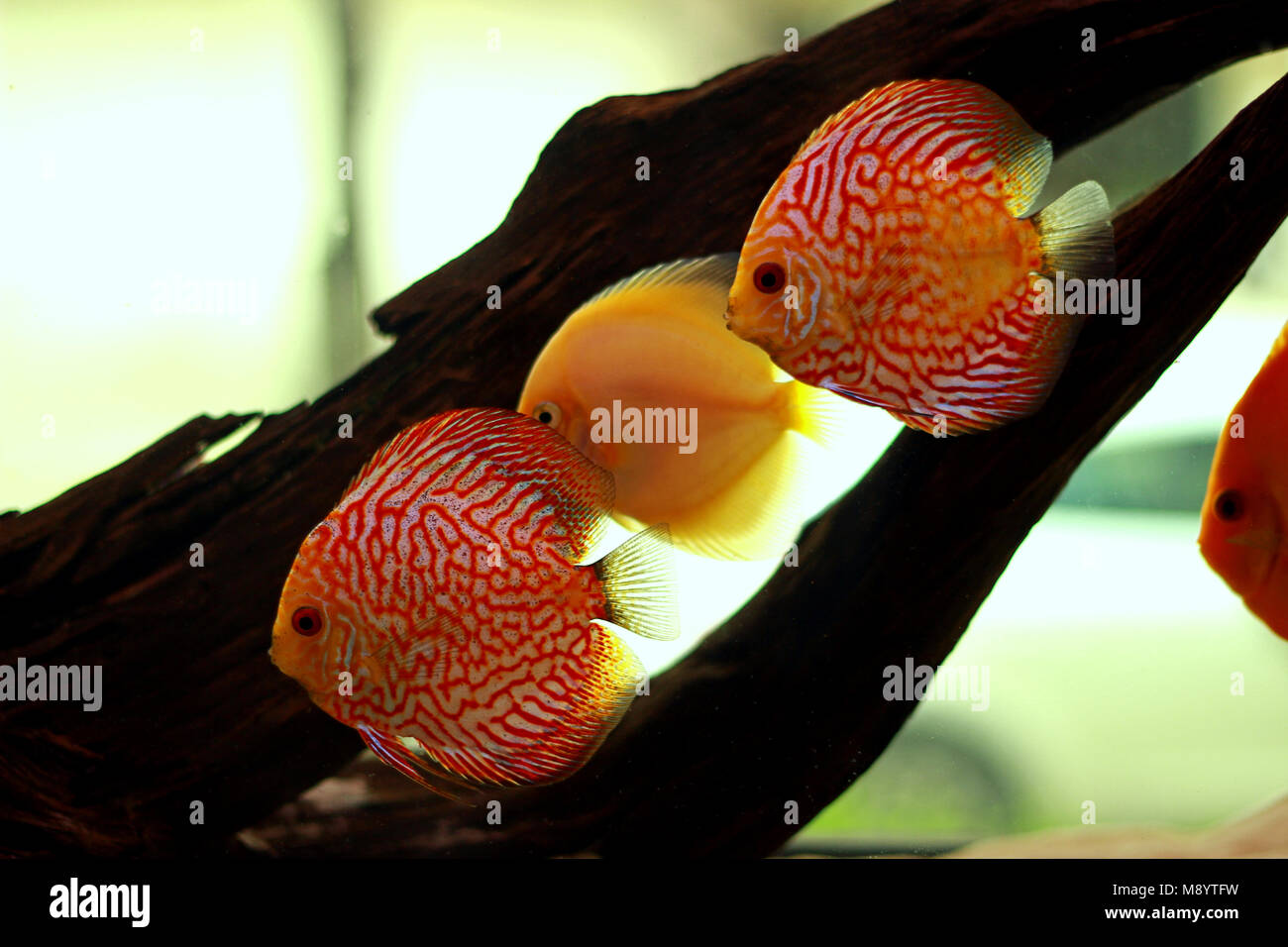 Discus fish in freshwater aquarium Stock Photo - Alamy