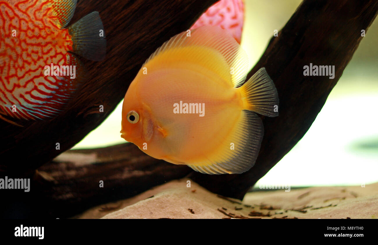 Discus fish in freshwater aquarium Stock Photo - Alamy