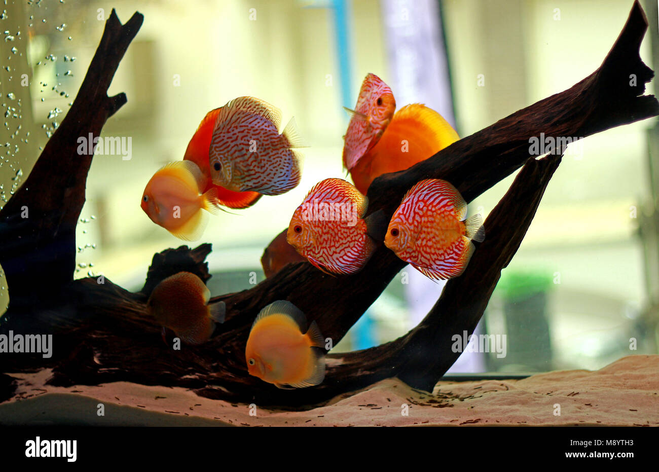 Discus fish in freshwater aquarium Stock Photo - Alamy