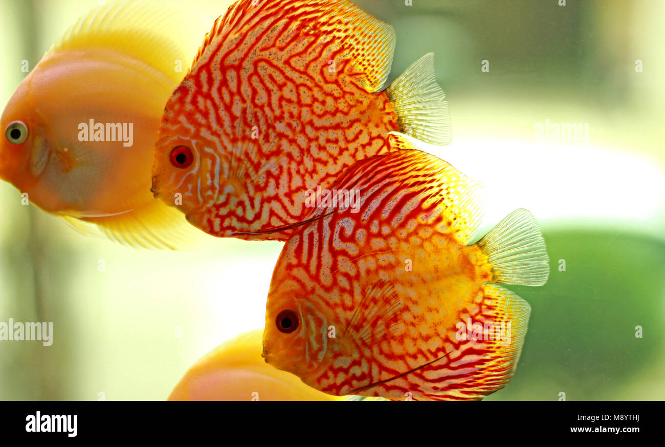 Discus fish in freshwater aquarium Stock Photo - Alamy