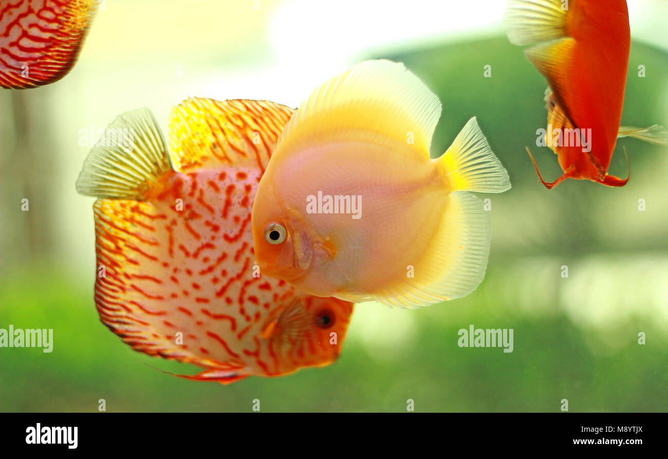 Discus fish in freshwater aquarium Stock Photo - Alamy
