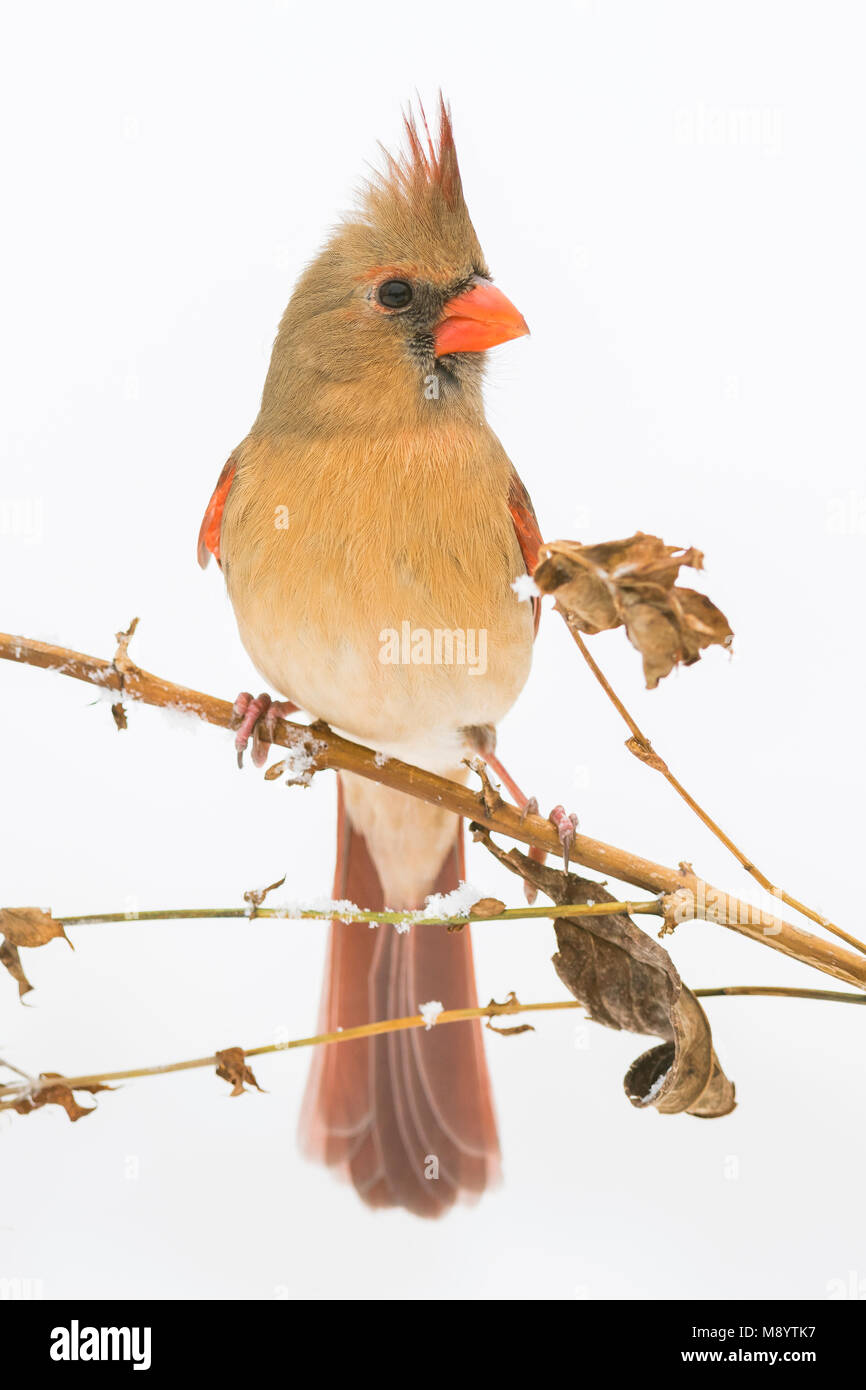 Photo of northern cardinal hi-res stock photography and images - Alamy