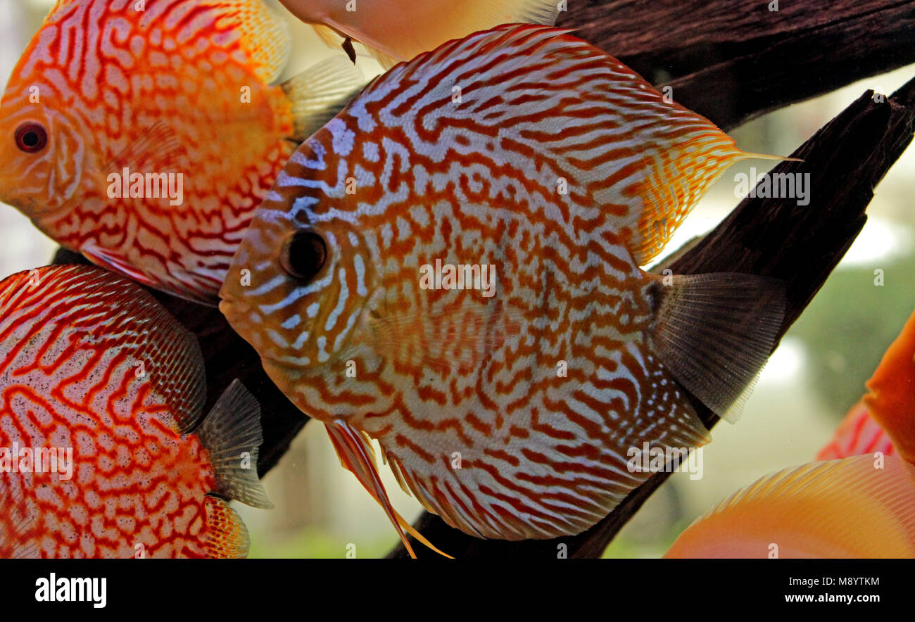 Discus fish in freshwater aquarium Stock Photo - Alamy