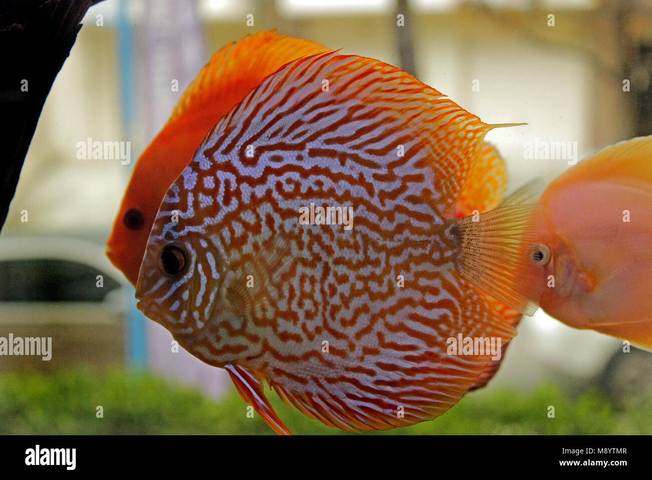 Discus fish in freshwater aquarium Stock Photo - Alamy