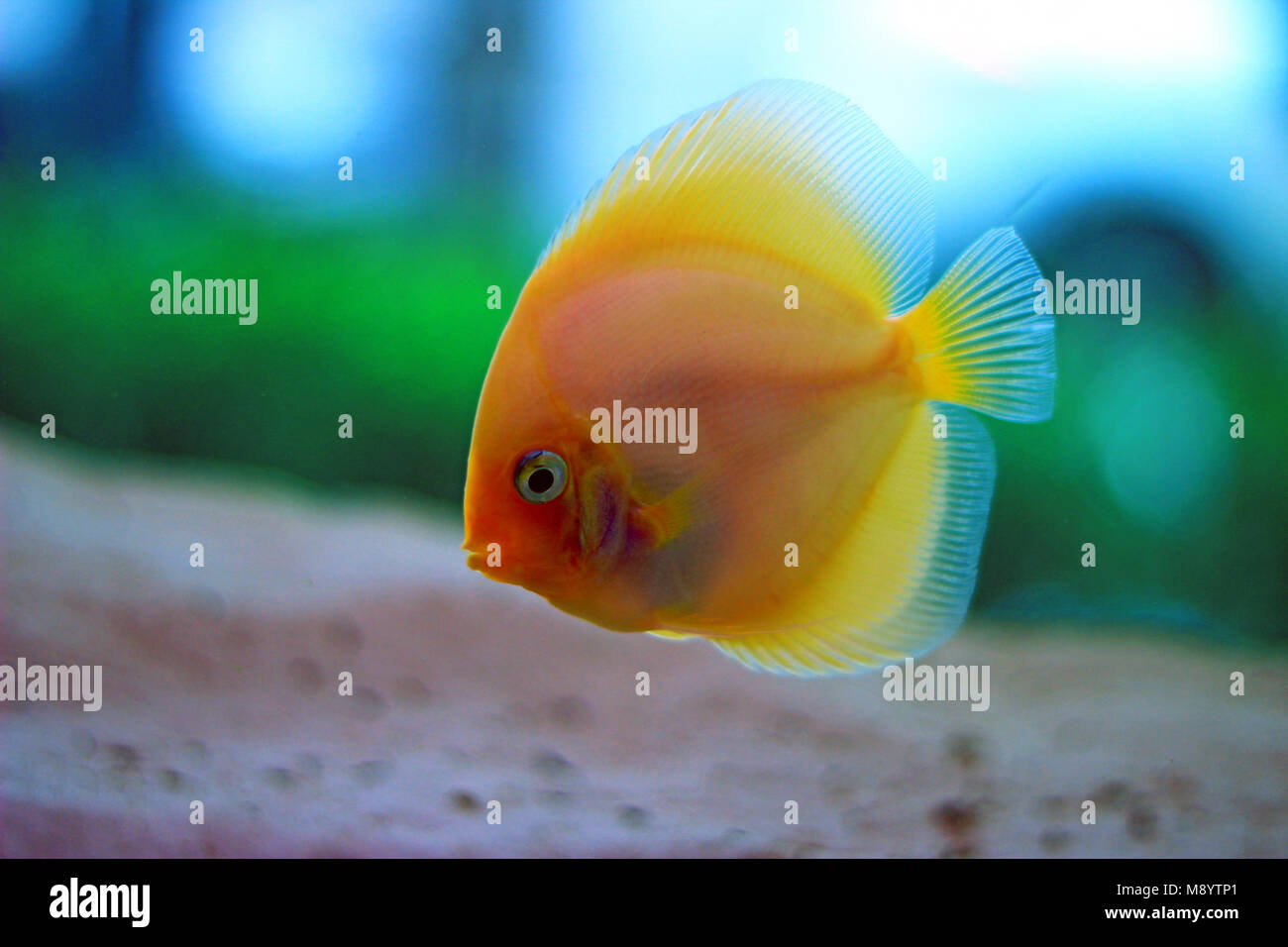 Discus fish in freshwater aquarium Stock Photo - Alamy