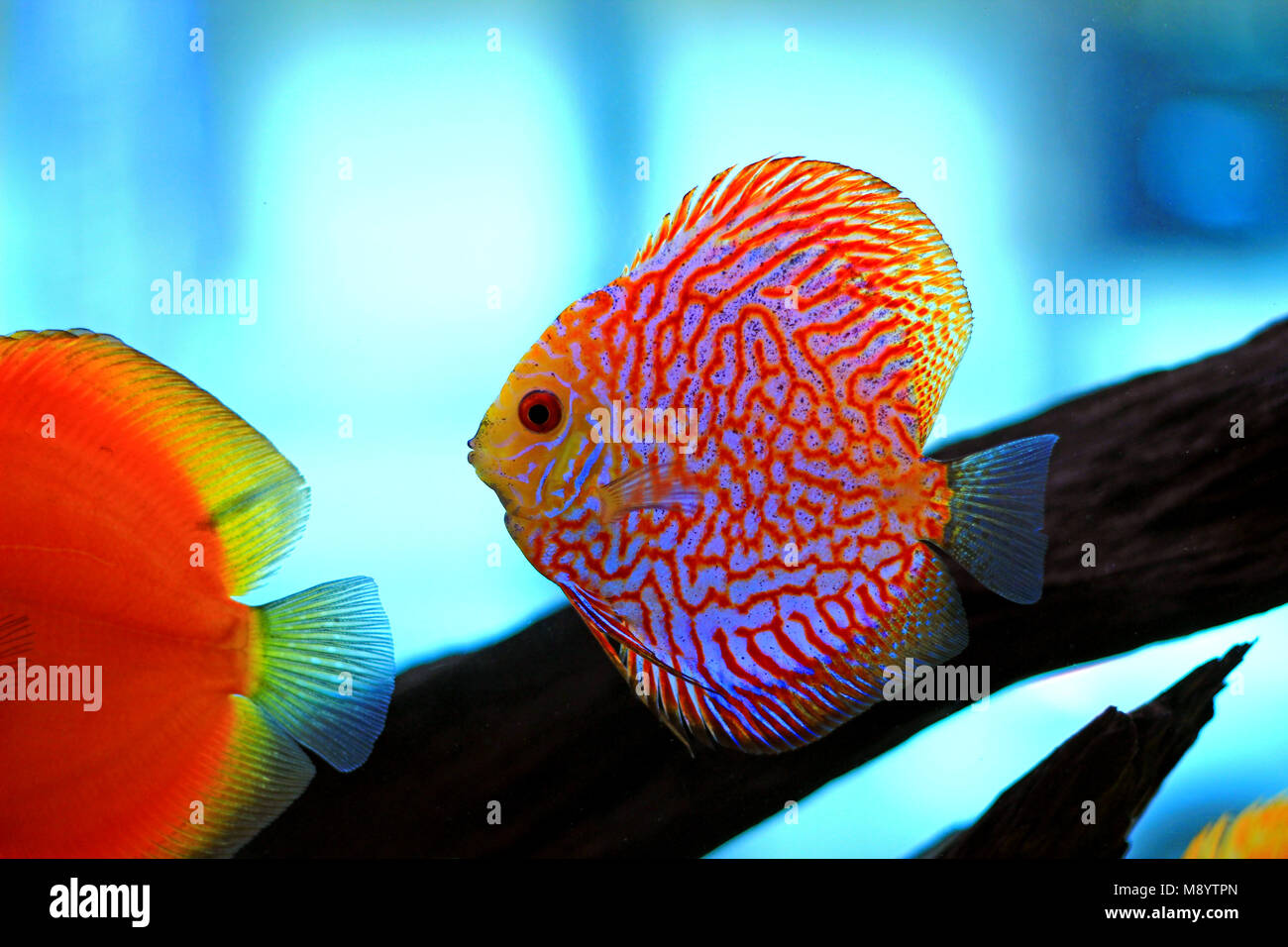 Discus fish in freshwater aquarium Stock Photo - Alamy