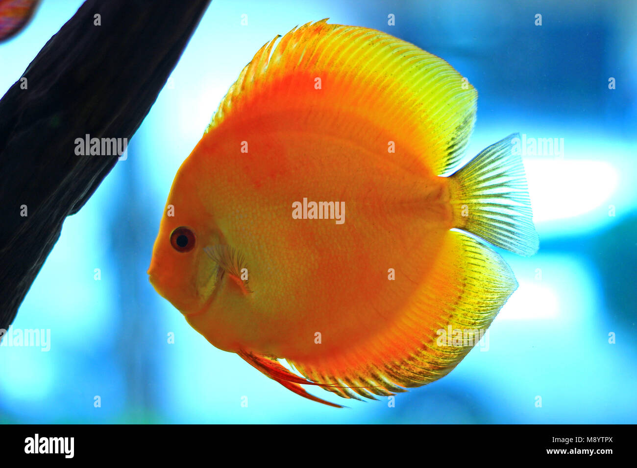 Discus fish in freshwater aquarium Stock Photo - Alamy