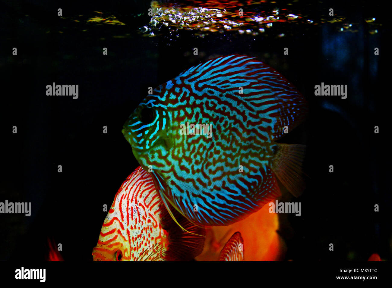 Discus fish in freshwater aquarium Stock Photo - Alamy