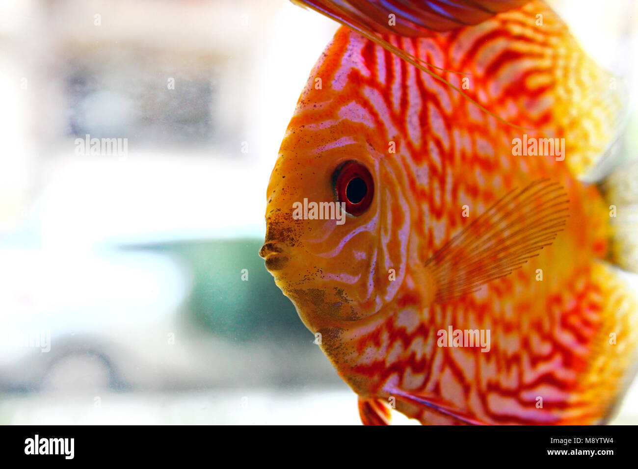 Discus fish in freshwater aquarium Stock Photo - Alamy