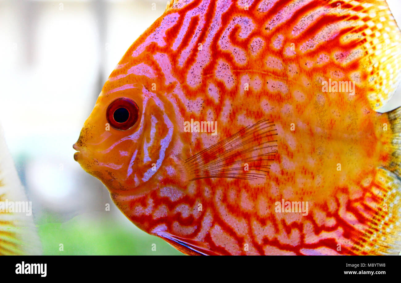 Discus fish in freshwater aquarium Stock Photo - Alamy