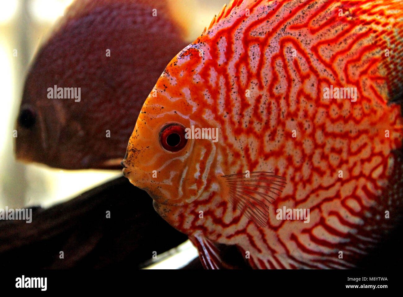 Discus fish in freshwater aquarium Stock Photo - Alamy