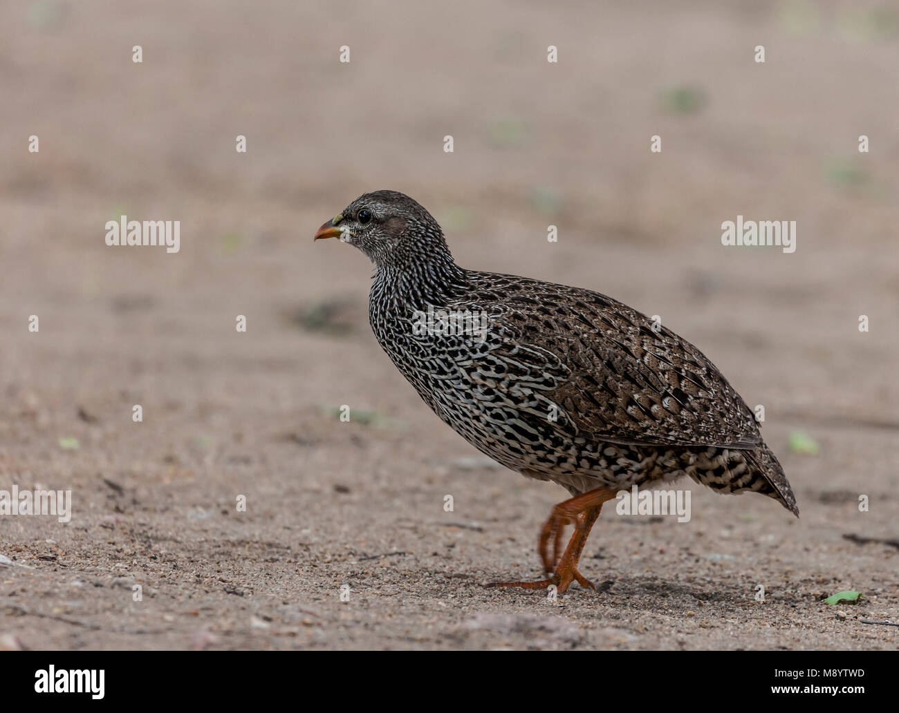 Natal Francolin aka Natal Spurfowl, Pternistis natalensis, in Kruger NP ...