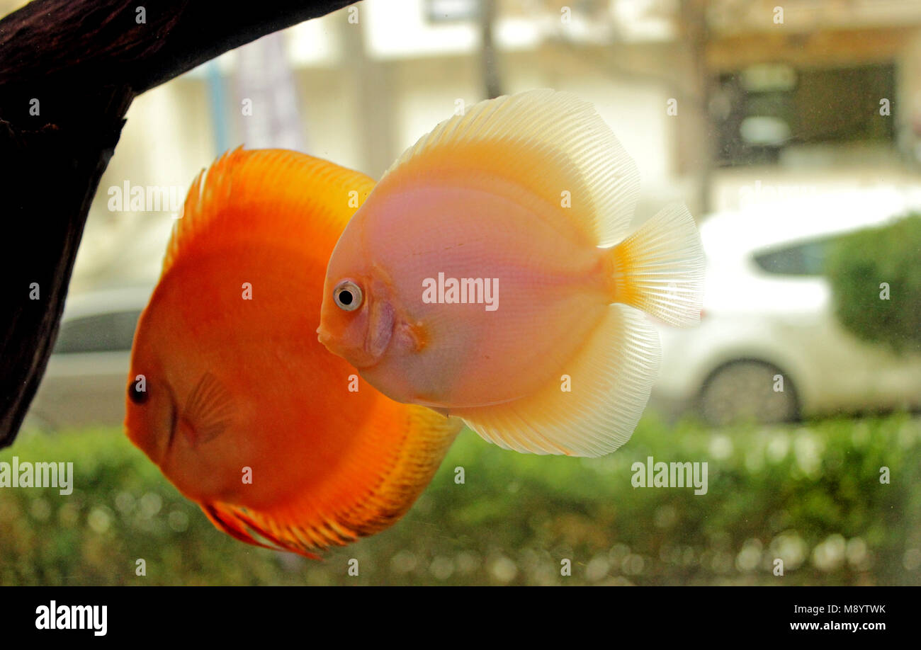 Discus fish in freshwater aquarium Stock Photo - Alamy