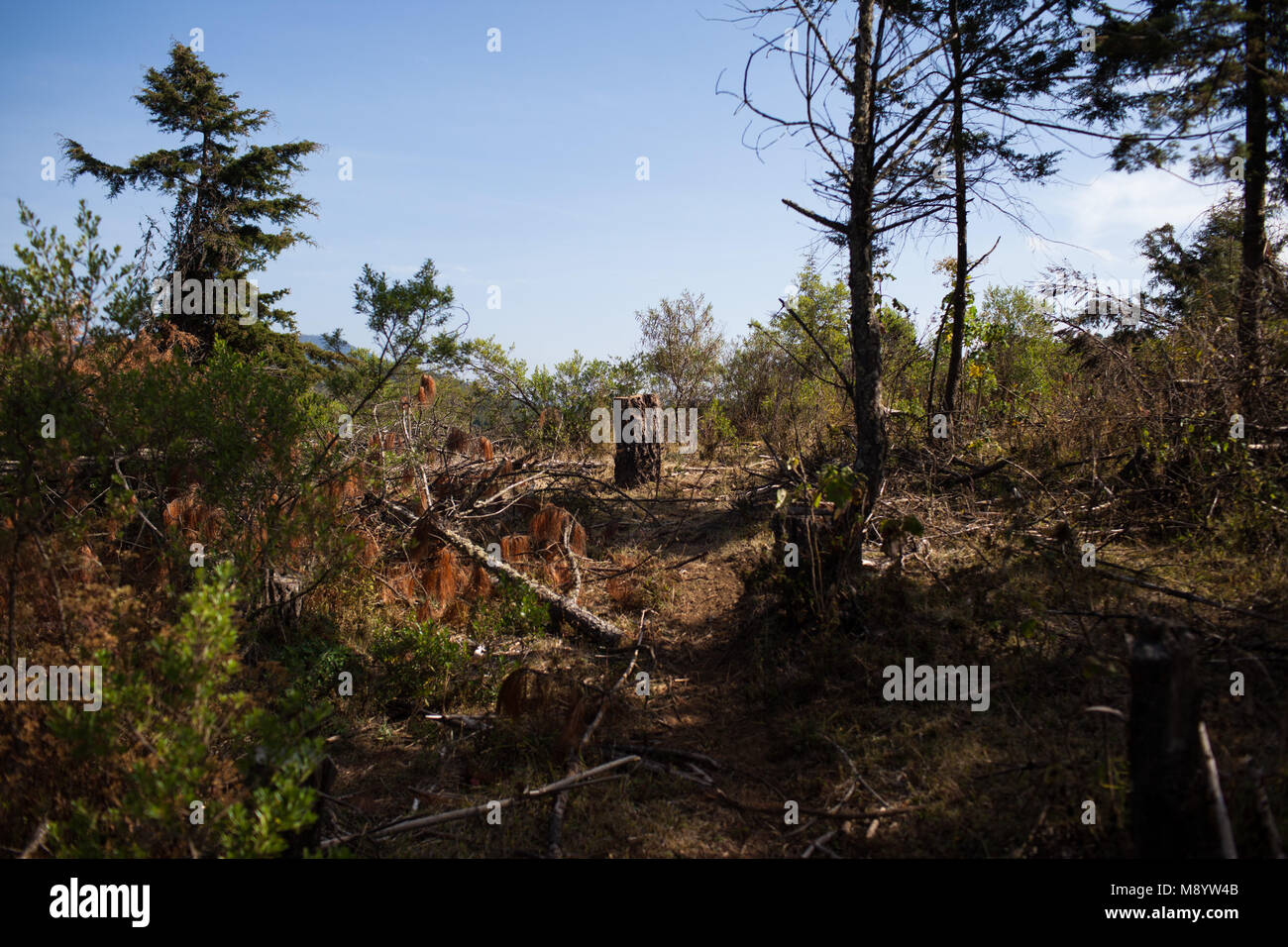 Crime tree hi-res stock photography and images - Alamy