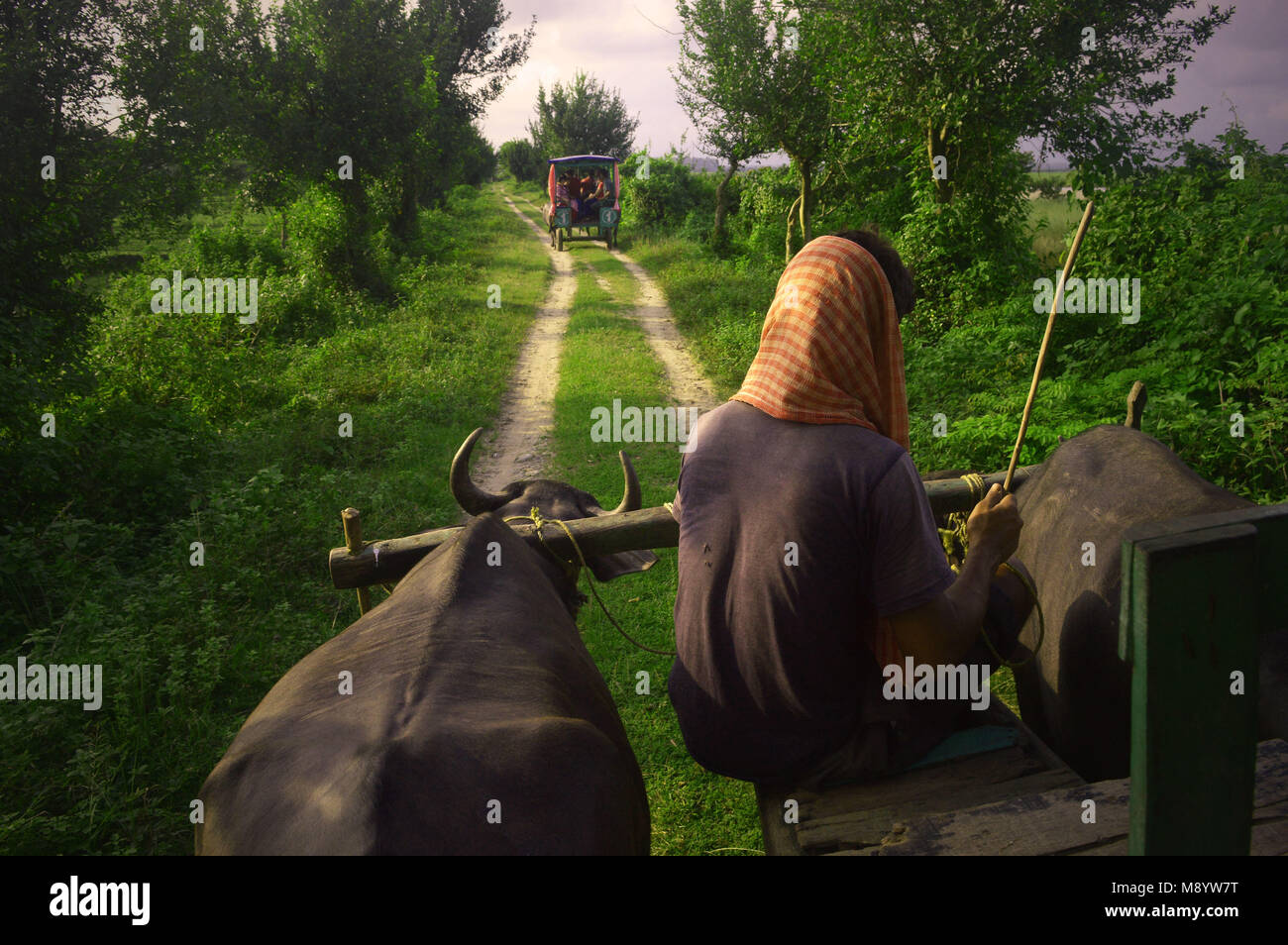 Bullock Cart ride In West Bengal,India Stock Photo - Alamy