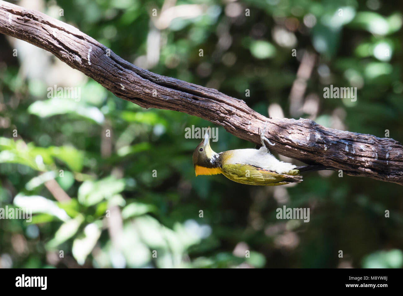 Olive green woodpecker hi-res stock photography and images - Alamy