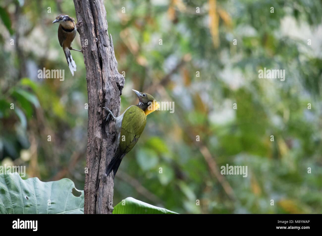 The olive green woodpecker hi-res stock photography and images - Alamy