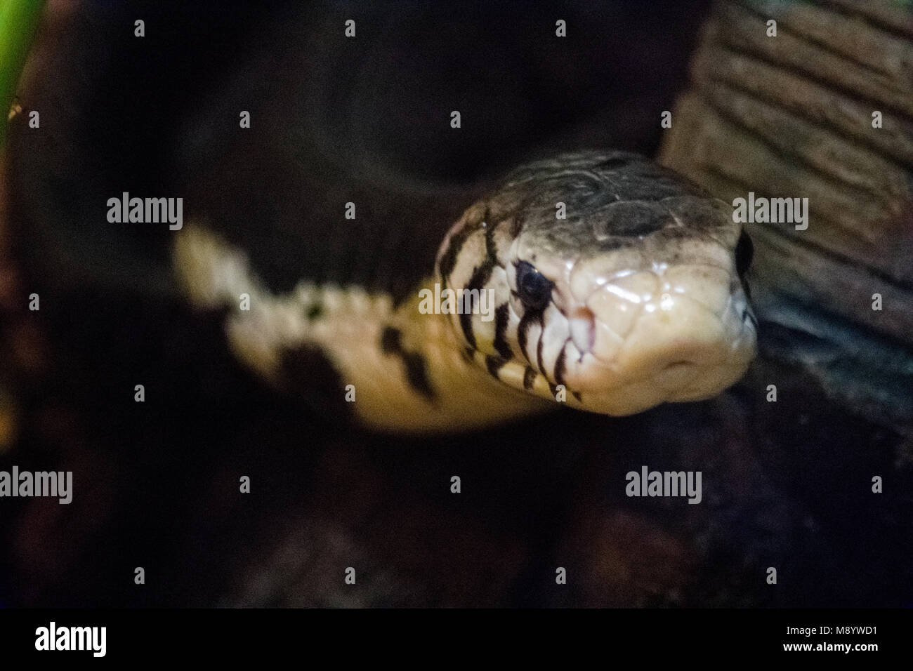 A snake having a staring contest Stock Photo - Alamy