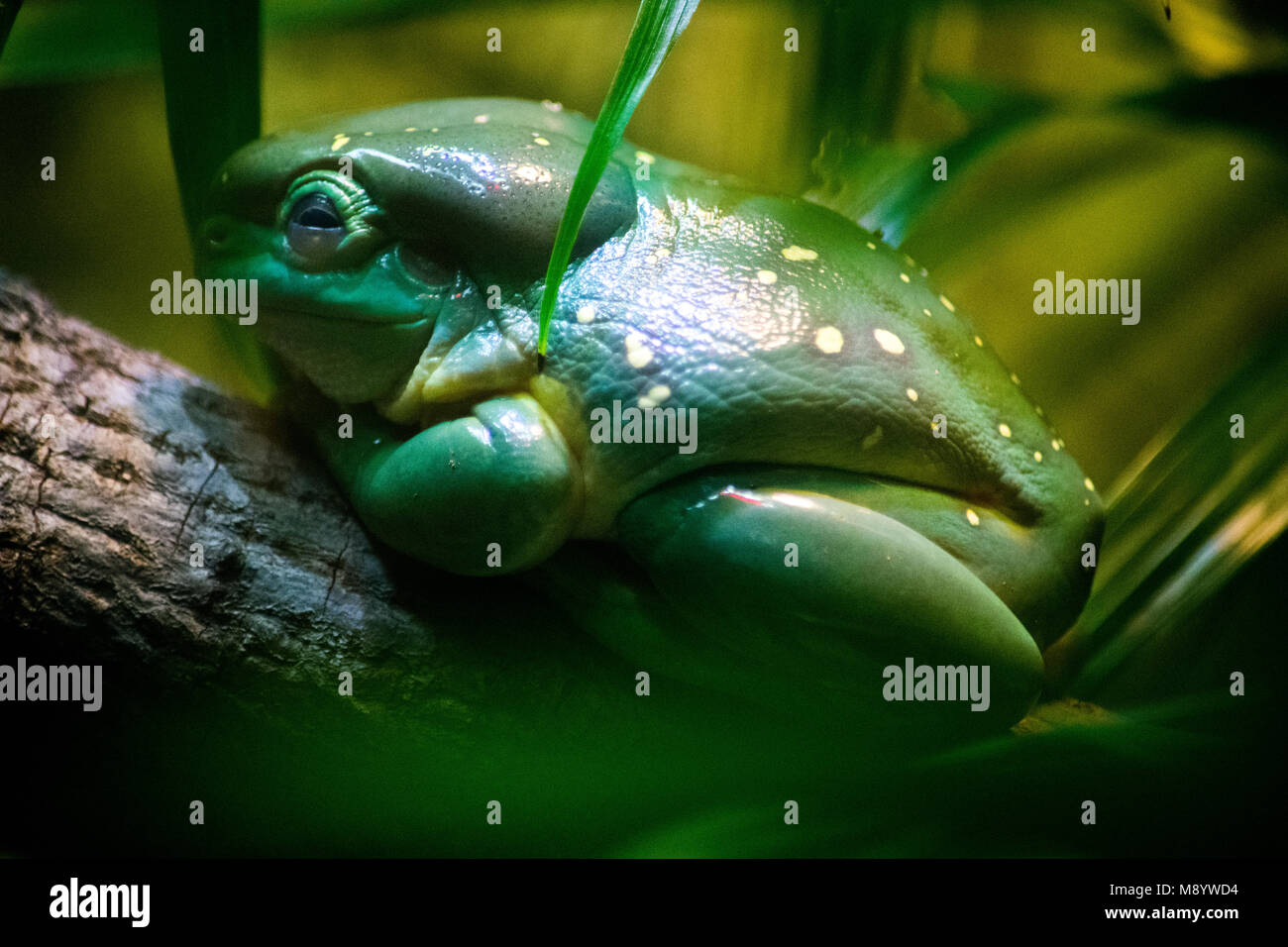 A green frog with yellow spots sitting on a tree branch Stock Photo - Alamy