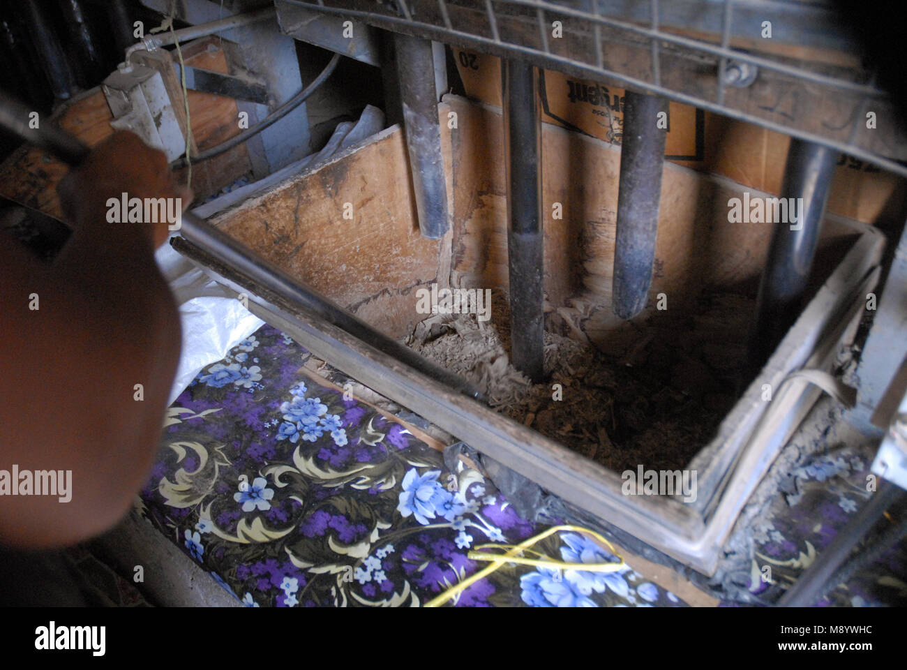 Kava manufacture at processing plant, Lautoka, Fiji Stock Photo - Alamy