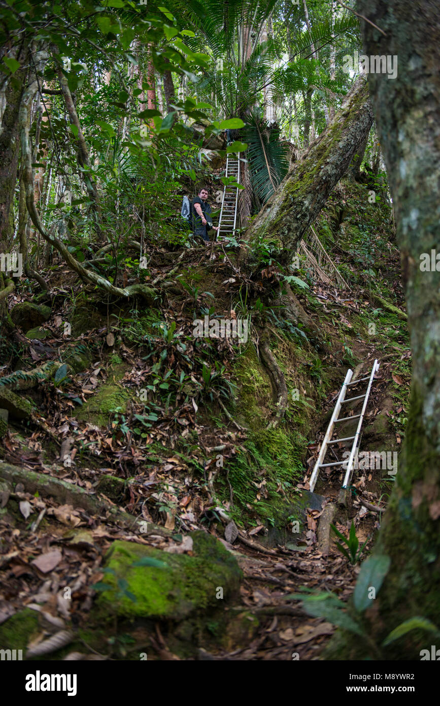 Ladders set out as a path in the jungle, Maliau Basin, Sabah, Malaysia ...