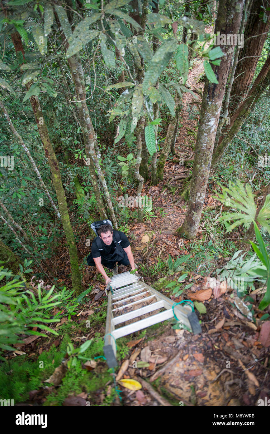 Man climbing a ladder on difficult trail, Maliau Basin, Sabah, Malaysia ...