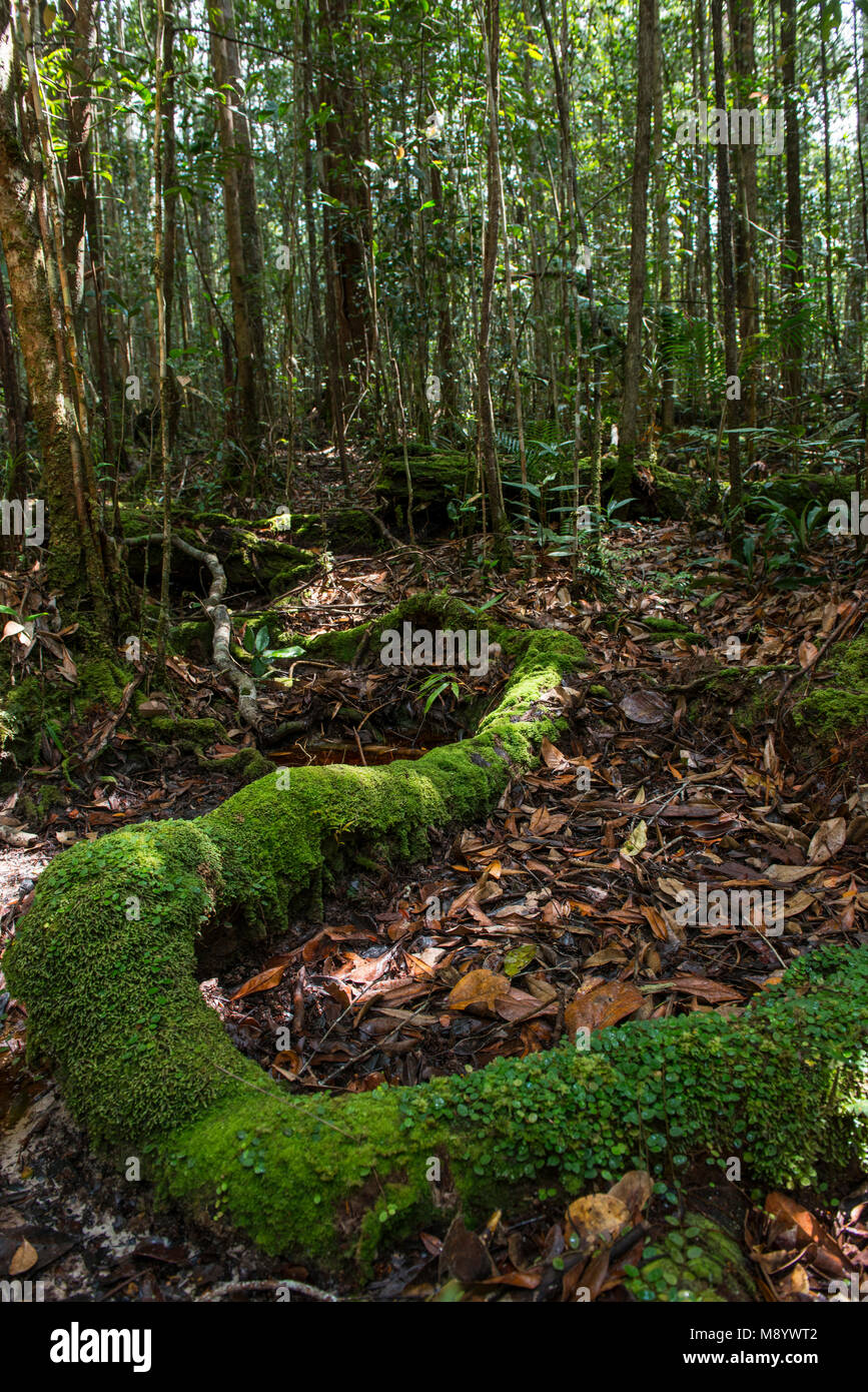 Borneo Jungle Floor