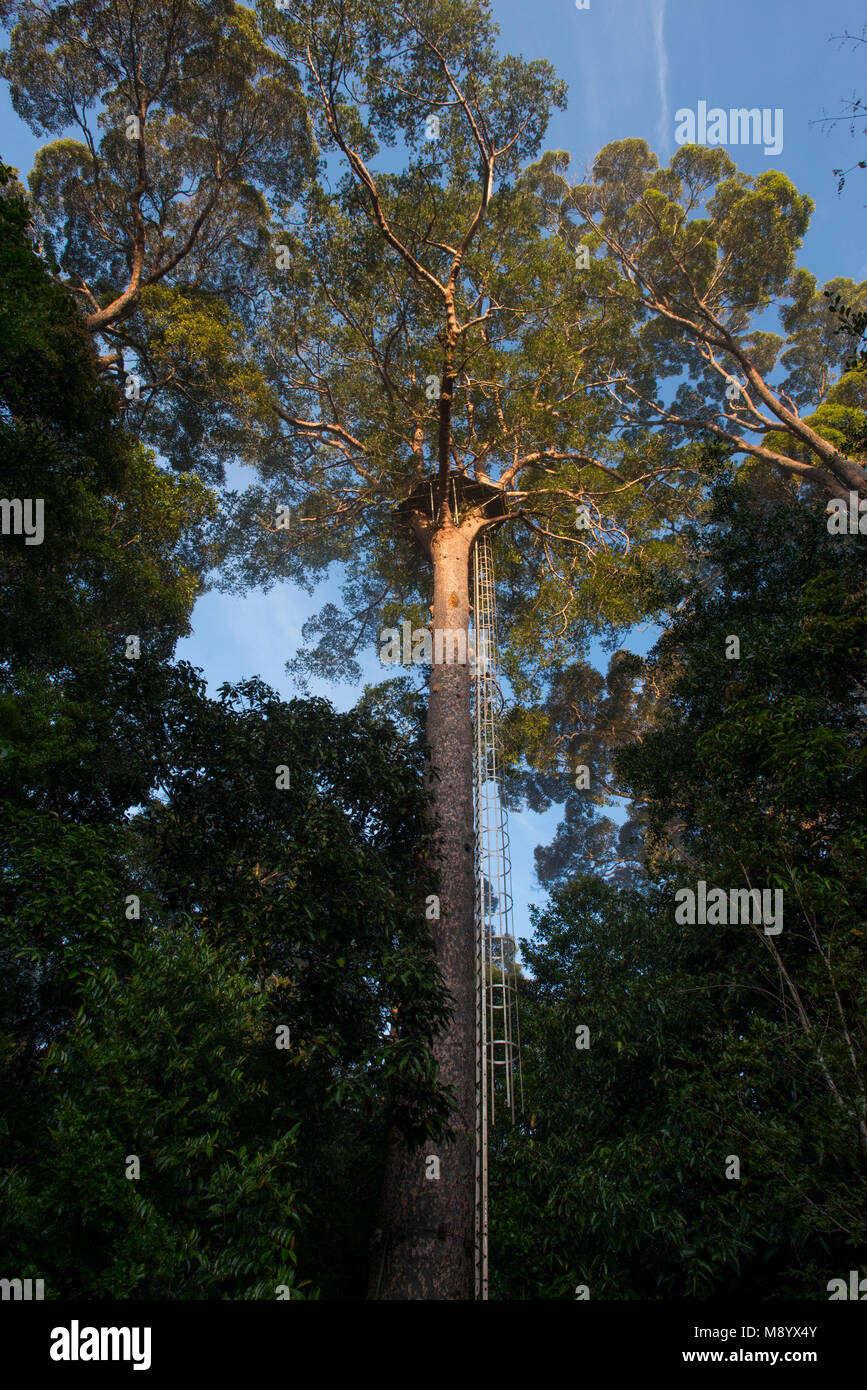 Viewing platform in a tree, Maliau Basin, Sabah, Malaysia, Borneo Stock ...