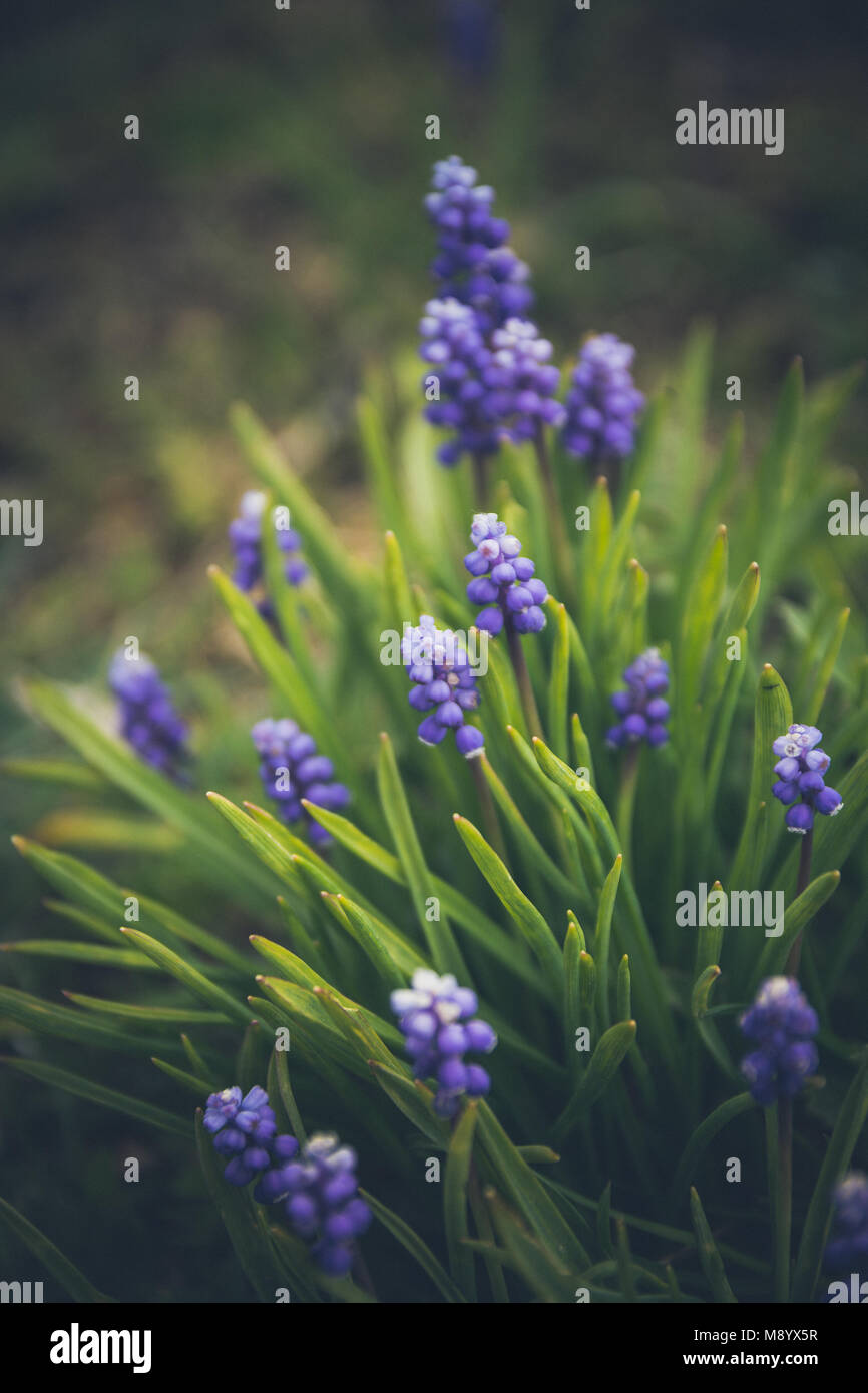 Blue spring flower, grape hyacinth in green grass in garden (Muscari ...