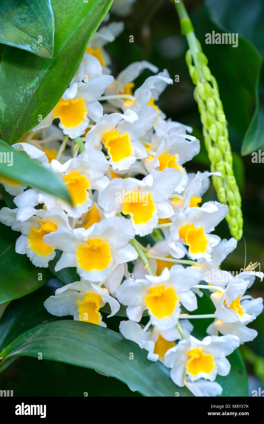Dendrobium flowers bloom in spring adorn the beauty of nature. This is ...