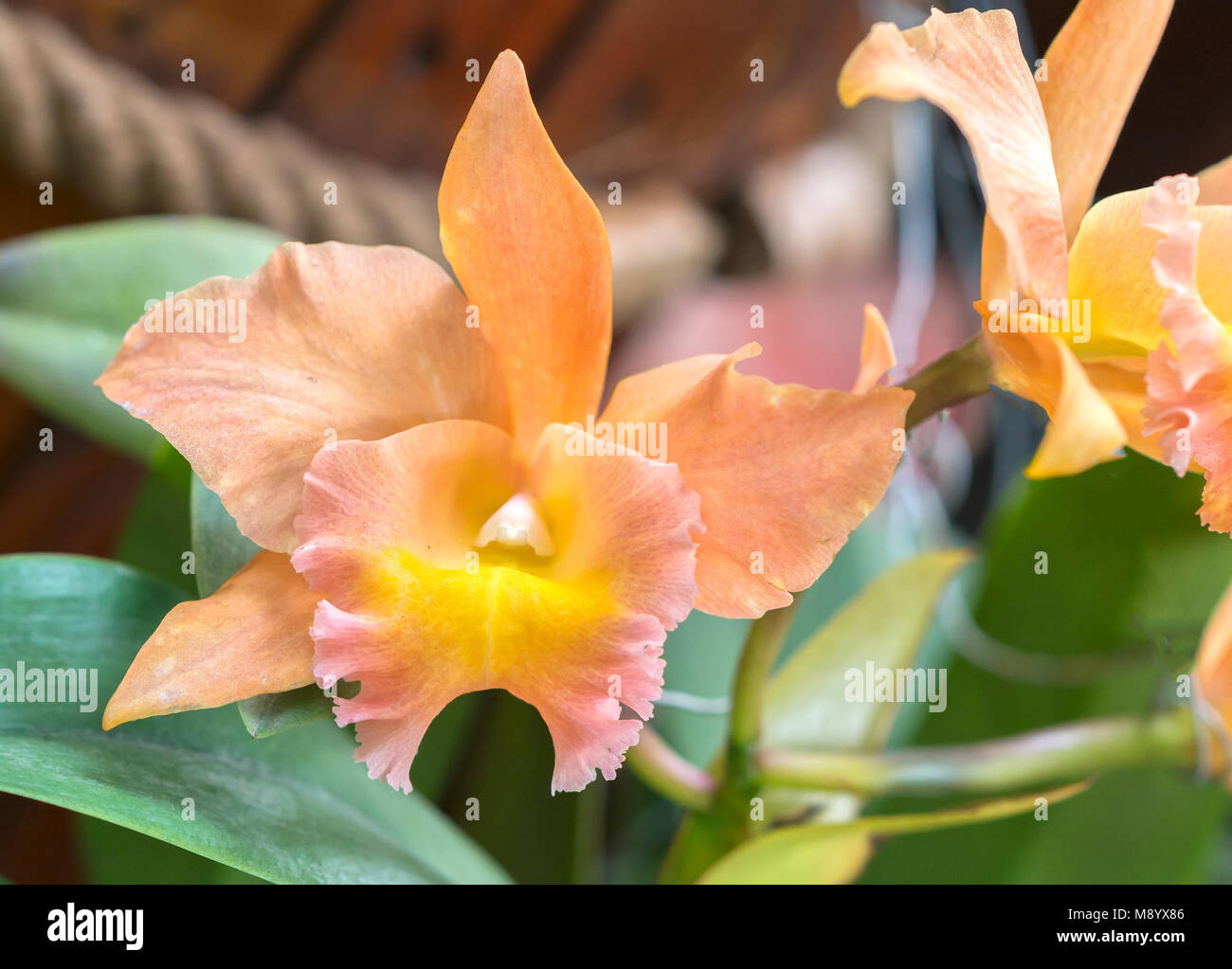 Cattleya flowers bloom in spring adorn the beauty of nature. This is ...