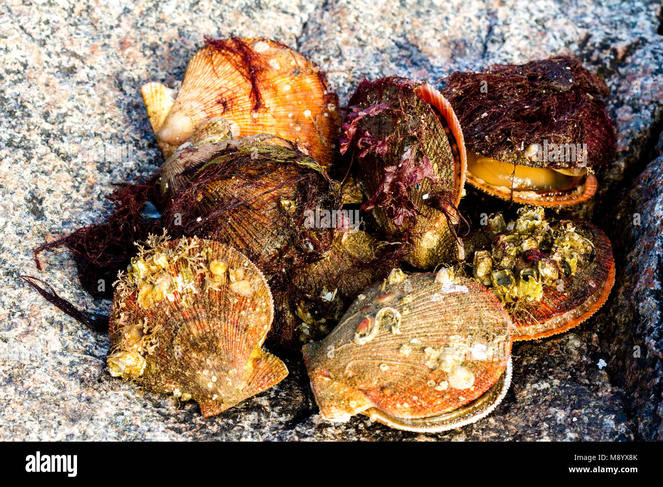 Alive and fresh Icelandic scallops (Chlamys islandica) on the coast of Barents sea, Arctic ocean ...