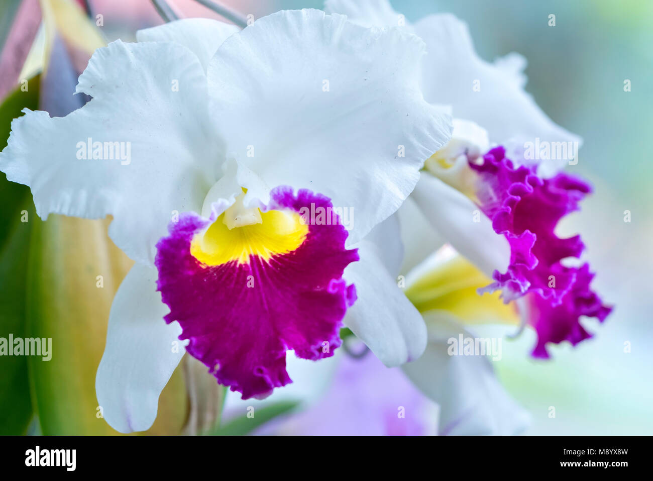 Cattleya flowers bloom in spring adorn the beauty of nature. This is ...