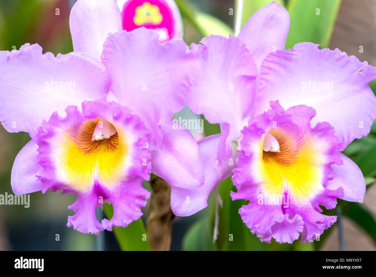 Cattleya flowers bloom in spring adorn the beauty of nature. This is ...