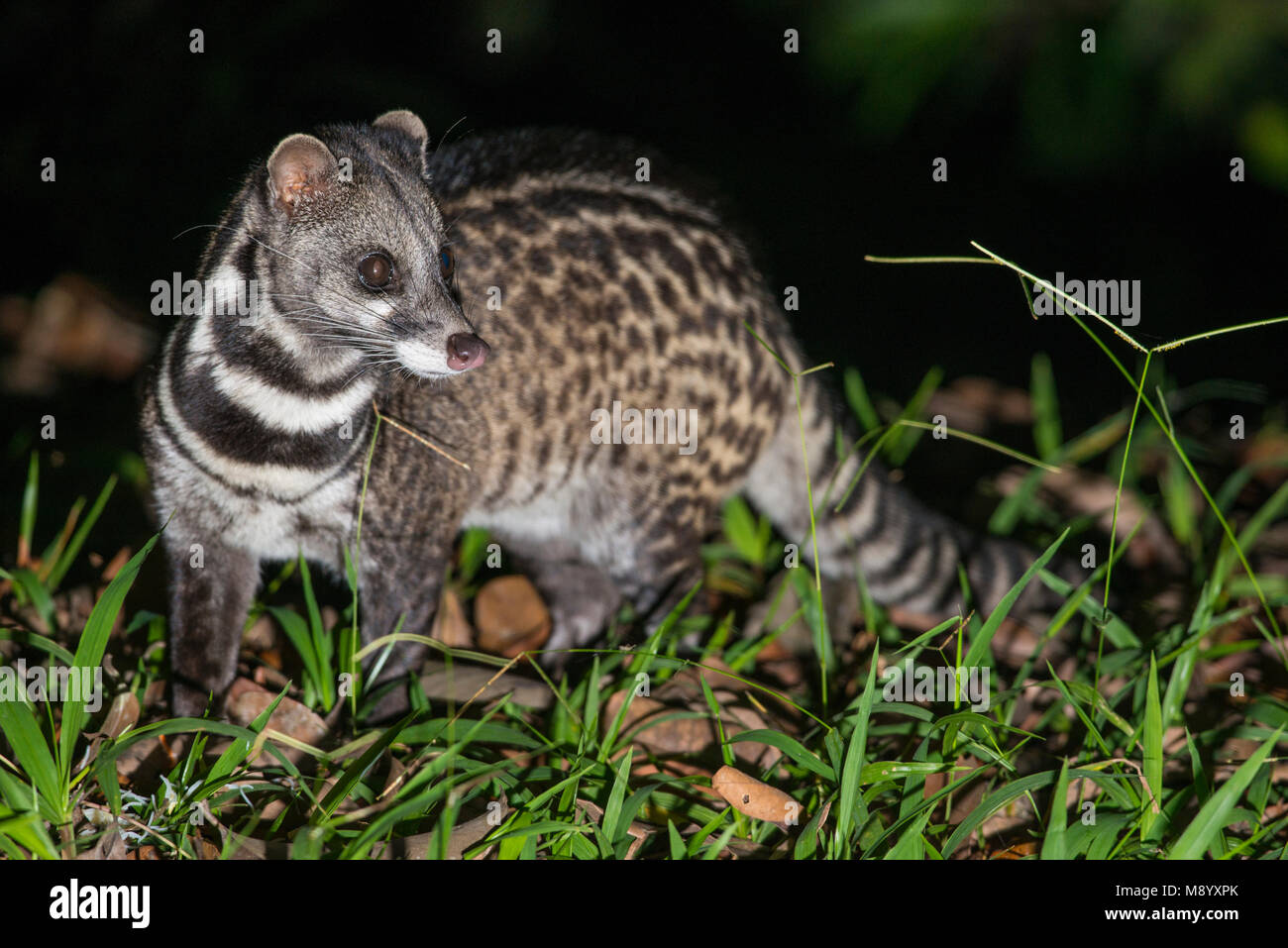 Malay Civet, Viverra tangalunga, Maliau Basin, Sabah, Malaysia, Borneo ...