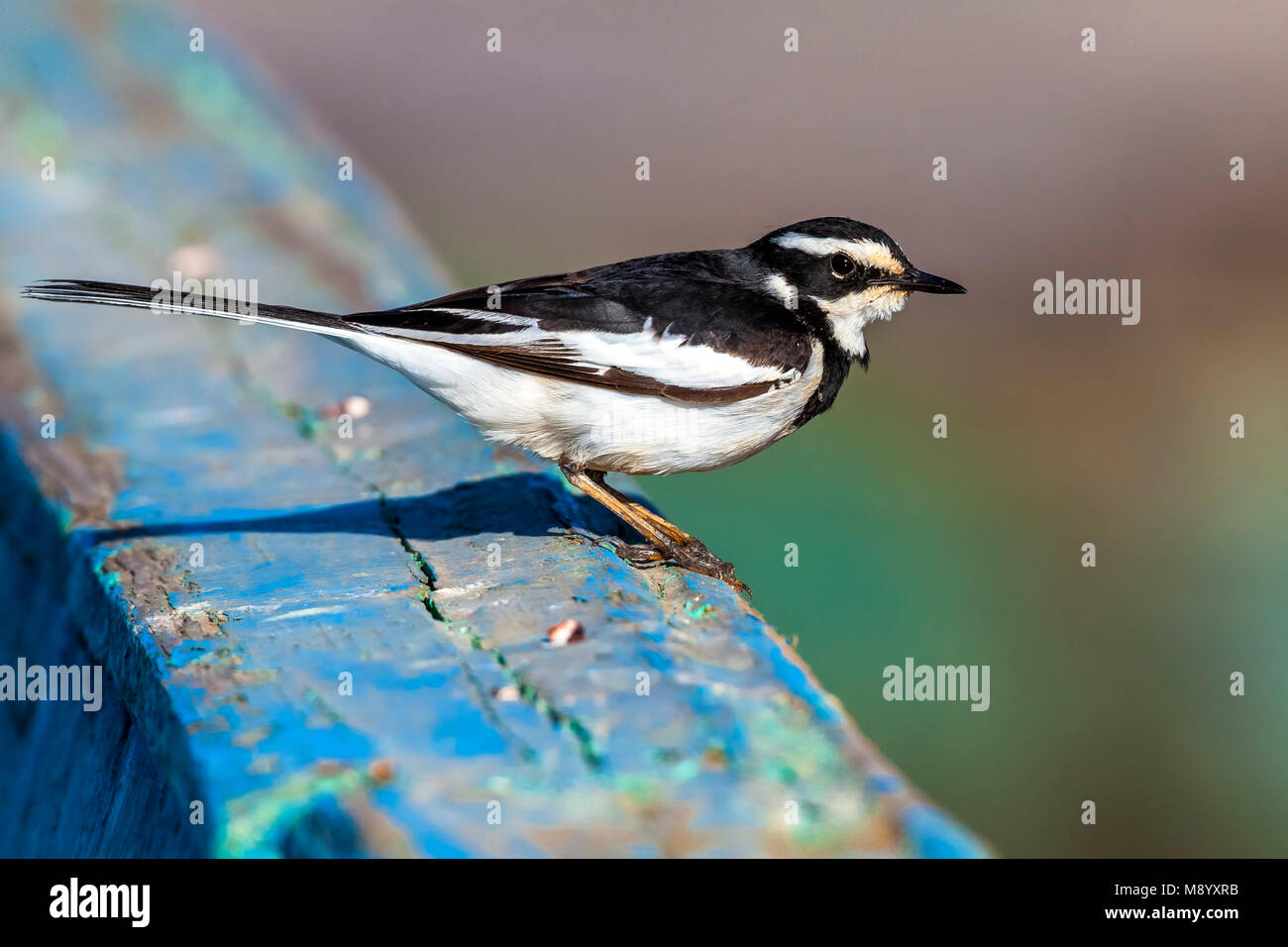 Adult African pied wagtail on a boat at the feeding point, Abu Simbel ...