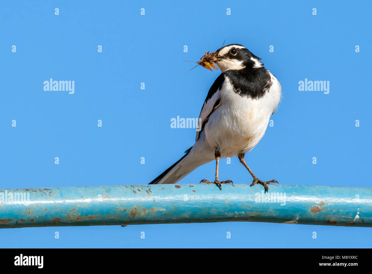 African wagtail bird hi-res stock photography and images - Alamy