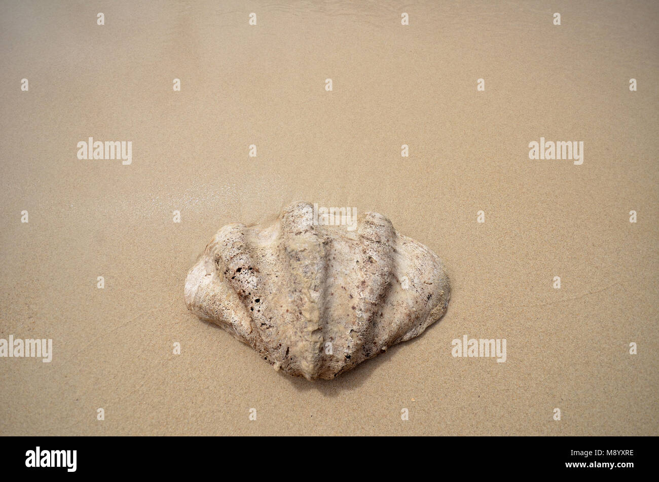 Shell on the beach in Sapi Island, Sabah Stock Photo - Alamy
