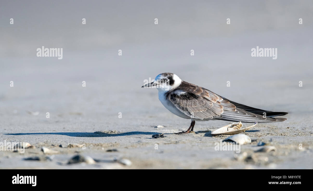 Juvenile American Black Tern on a beach near Stone Harbour, Cape May ...