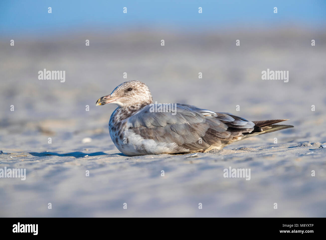 Third winter American Herring Gull sitting on beach near Cape May, New ...