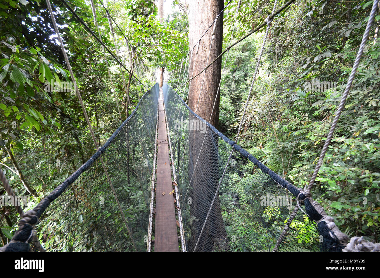 Poring Canopy Walk High Resolution Stock Photography and Images - Alamy