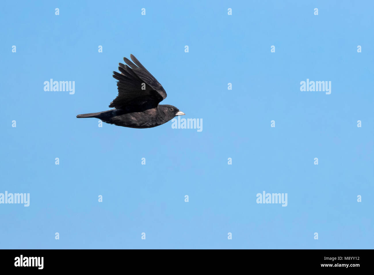 Male Black Lark flying over the steppe of Kazakhstan. May 2017 Stock ...