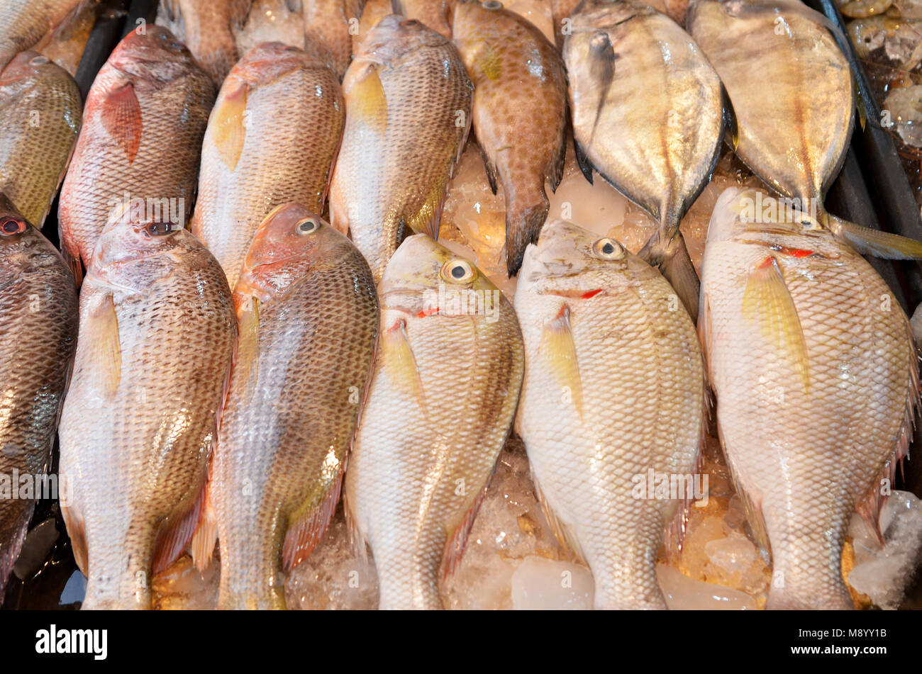 Fresh fishes just caught from sea are being sold at a market in Kota ...