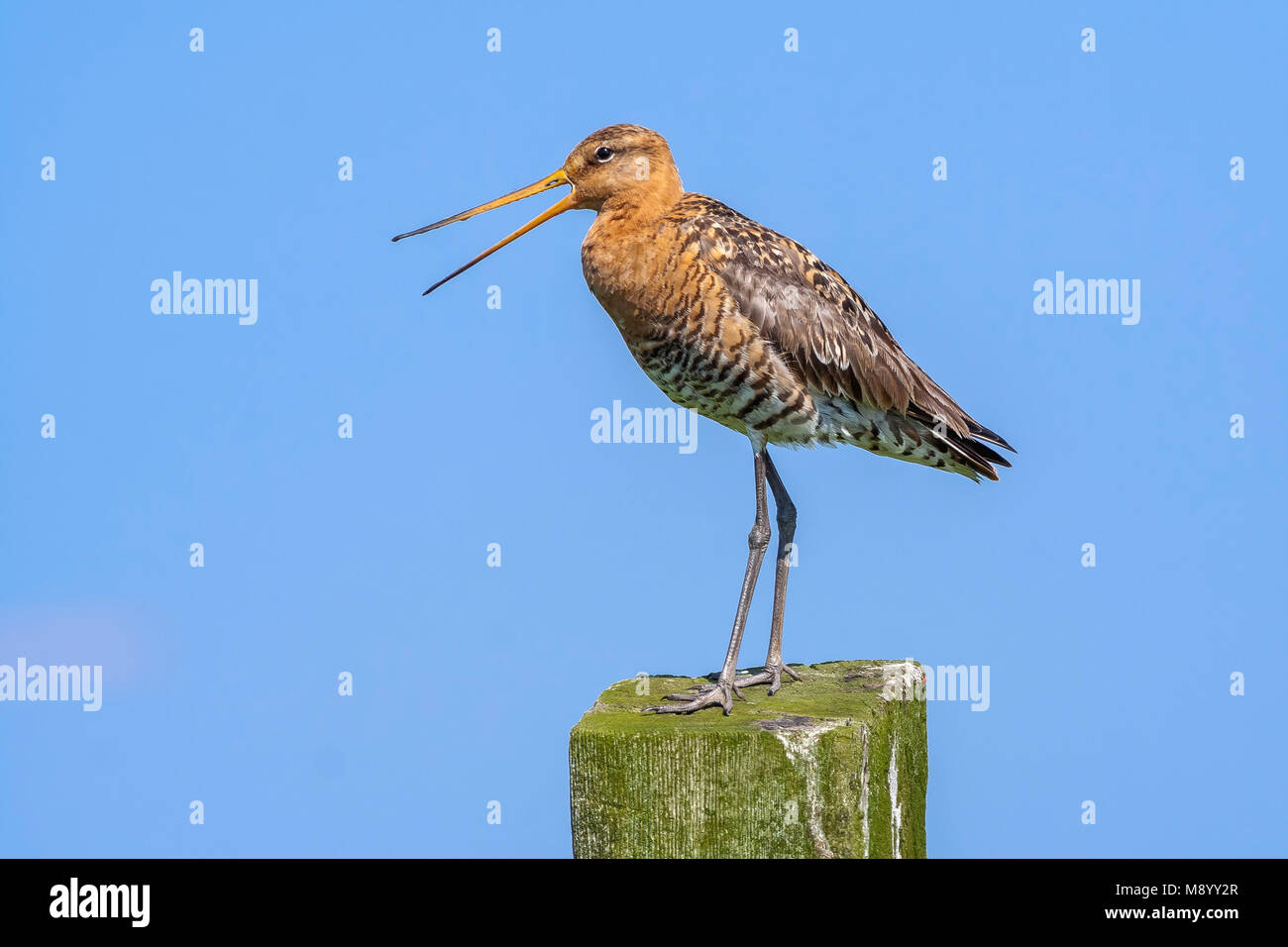 Black tailed godwit summer plumage hi-res stock photography and images ...