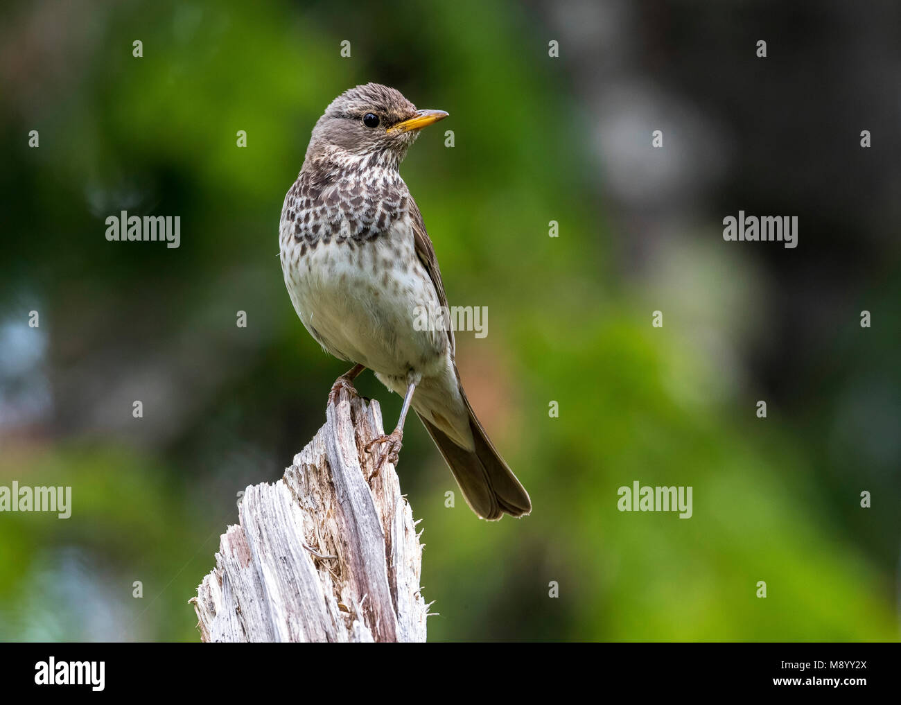 Thrush bird nest hi-res stock photography and images - Alamy