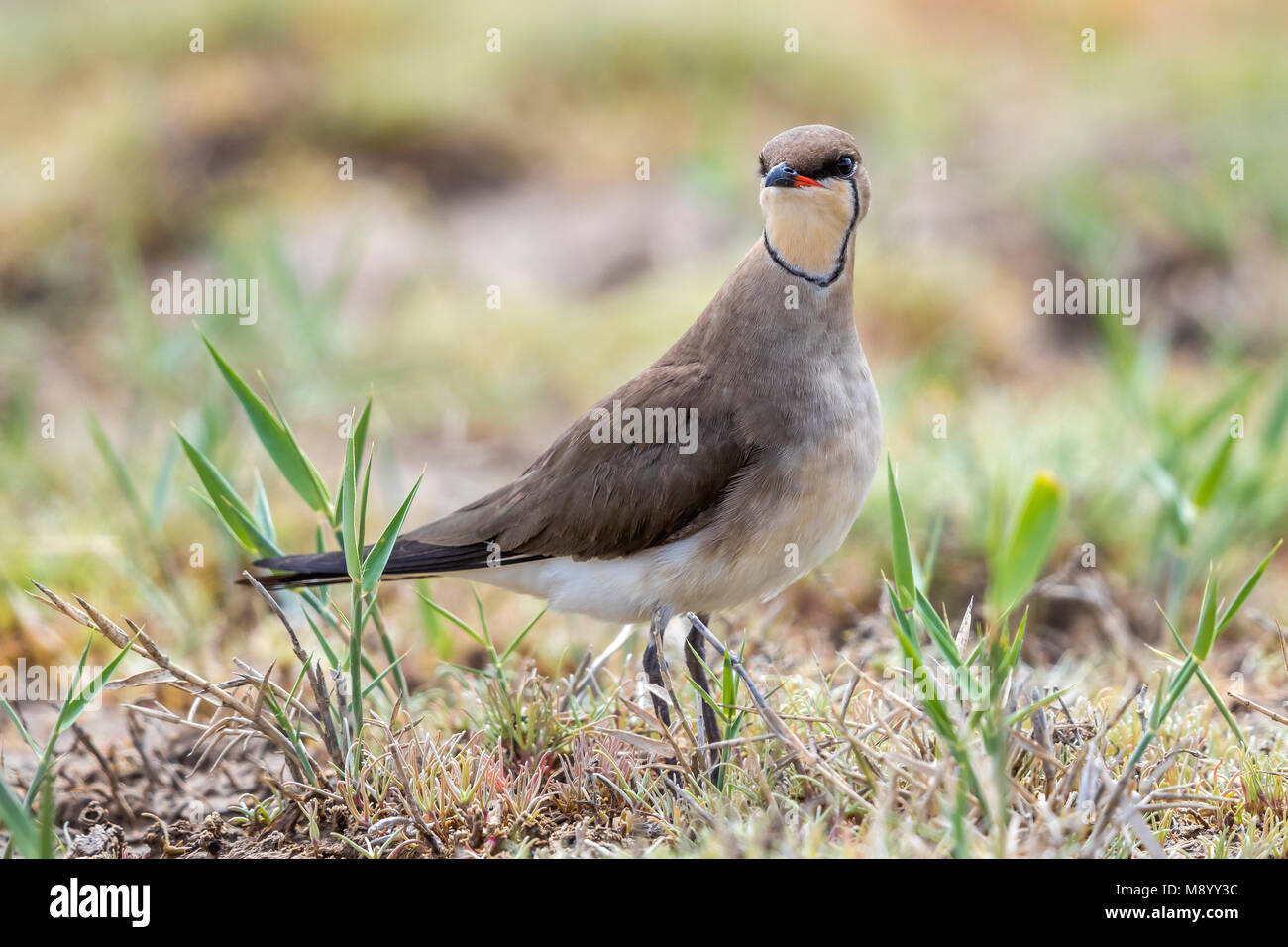 Black Winged Pratincole Stock Photos & Black Winged Pratincole Stock ...