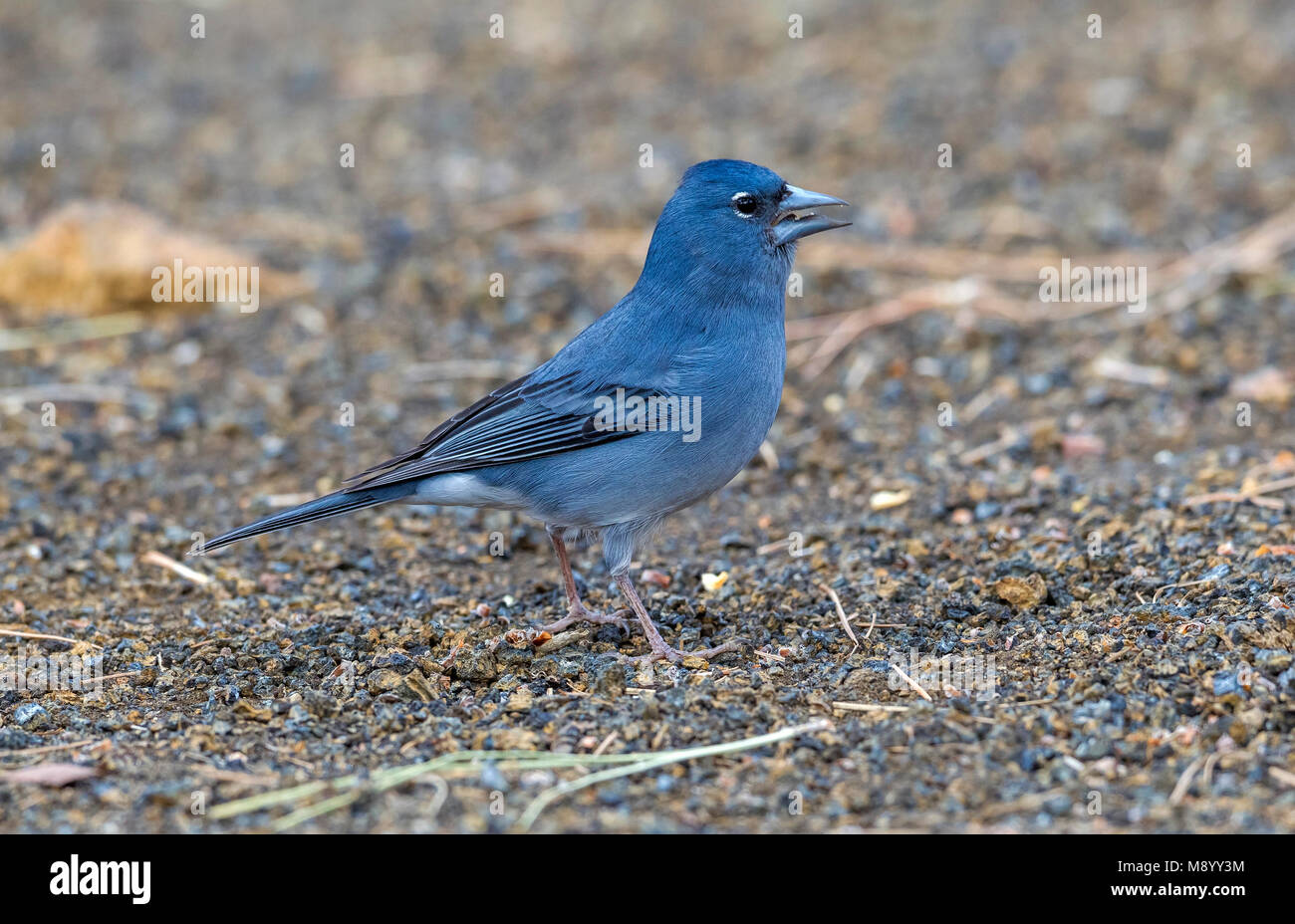 Blue Chaffinch at Merendero De Chio picnic area near Teyde, Tenerife ...