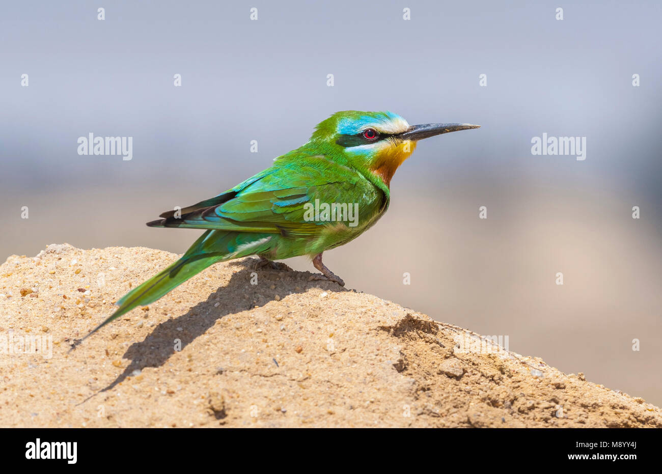 Bird bet hi-res stock photography and images - Alamy