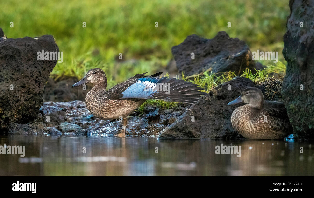 Immature Blue-winged Teal with a ringed bird sitting in middle of Cabo ...