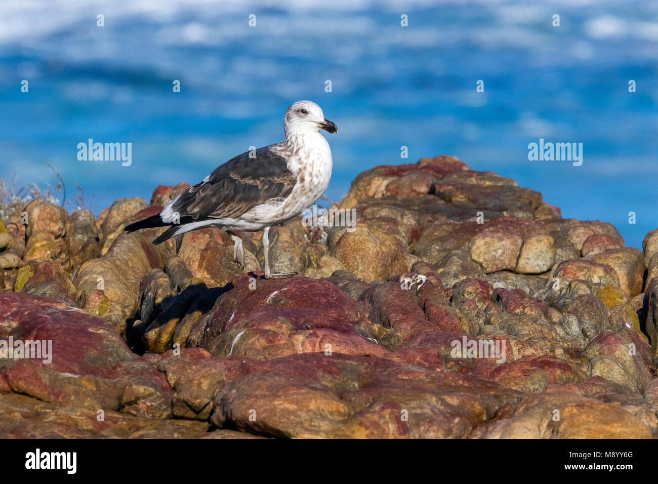 Kelp gull at cape hope hi-res stock photography and images - Alamy